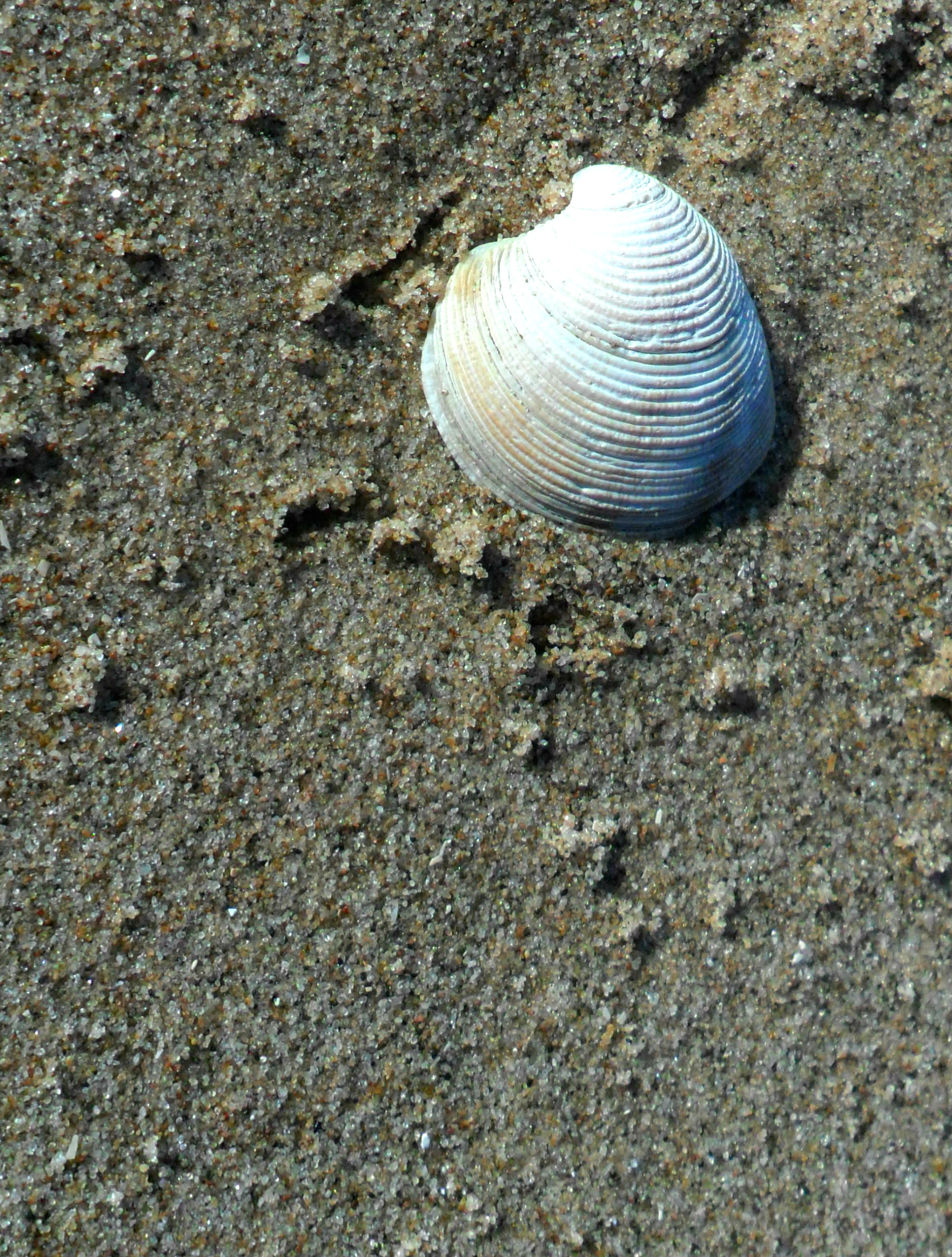 Just a shell | Sue Vincent's Daily Echo