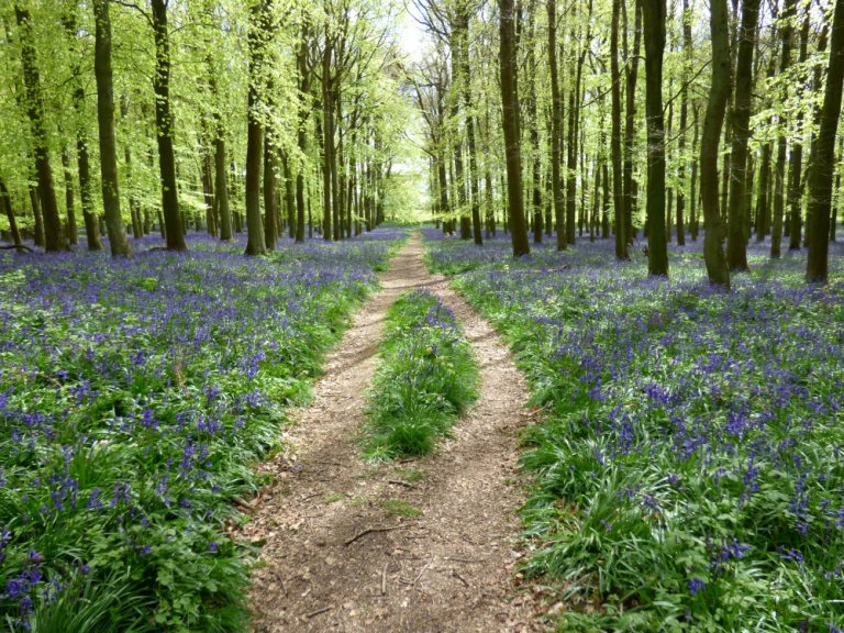 May Day Magic | Sue Vincent's Daily Echo